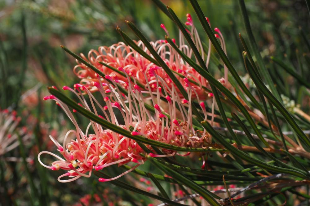 Grevillea 'Boorloo Moon' | Kings Park