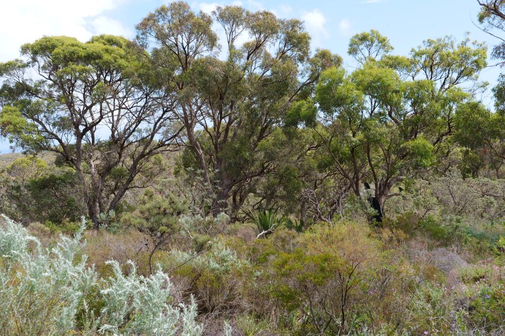 School Holidays - Tiny Travellers | Kings Park