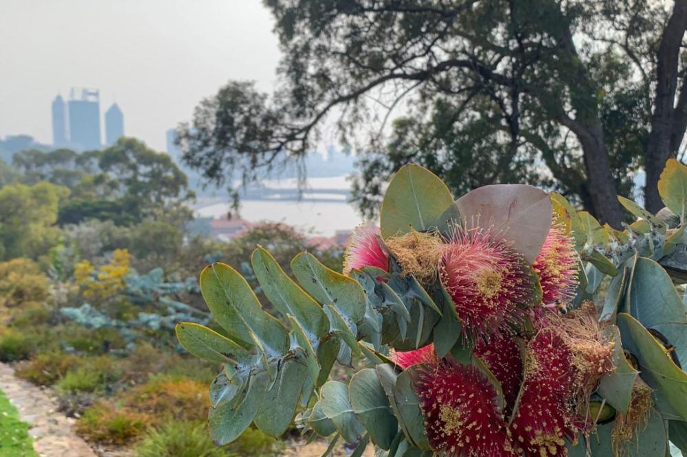 BGPA - Kings Park and Bold Park | Kings Park