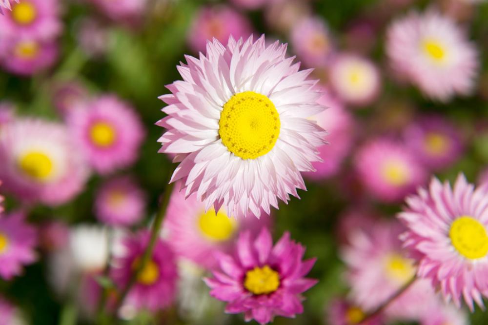 Tours and events | Kings Park