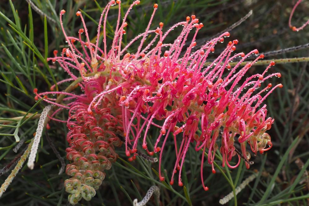 Grevillea 'Boorloo Moon' | Kings Park