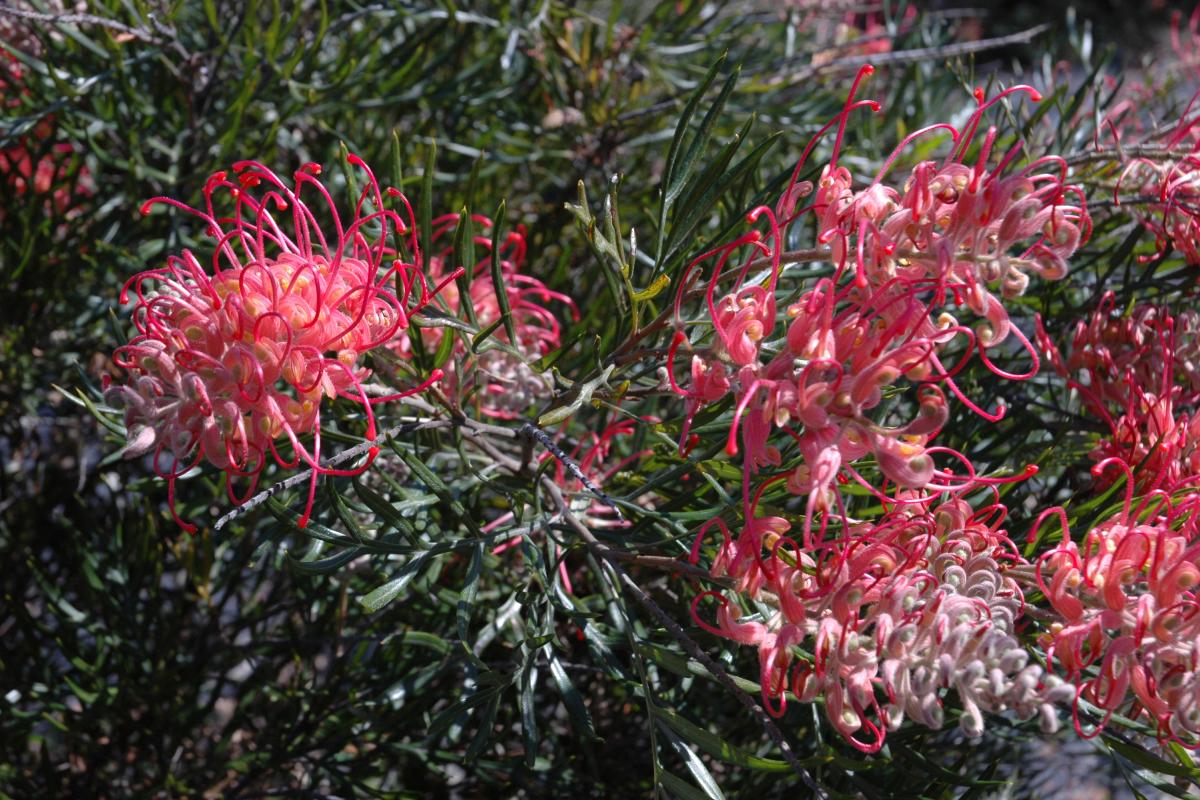 Grevillea 'Pink Profusion' | Kings Park