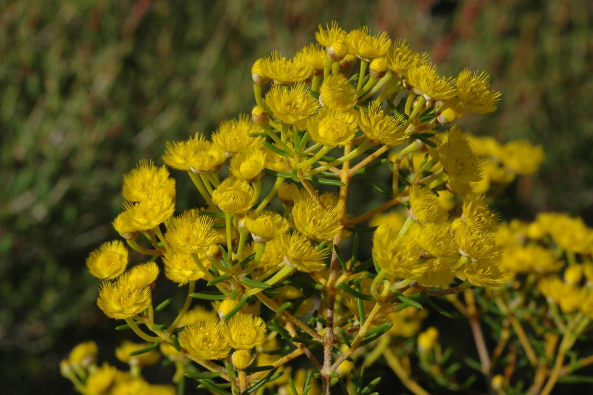 Verticordia chrysantha | Kings Park