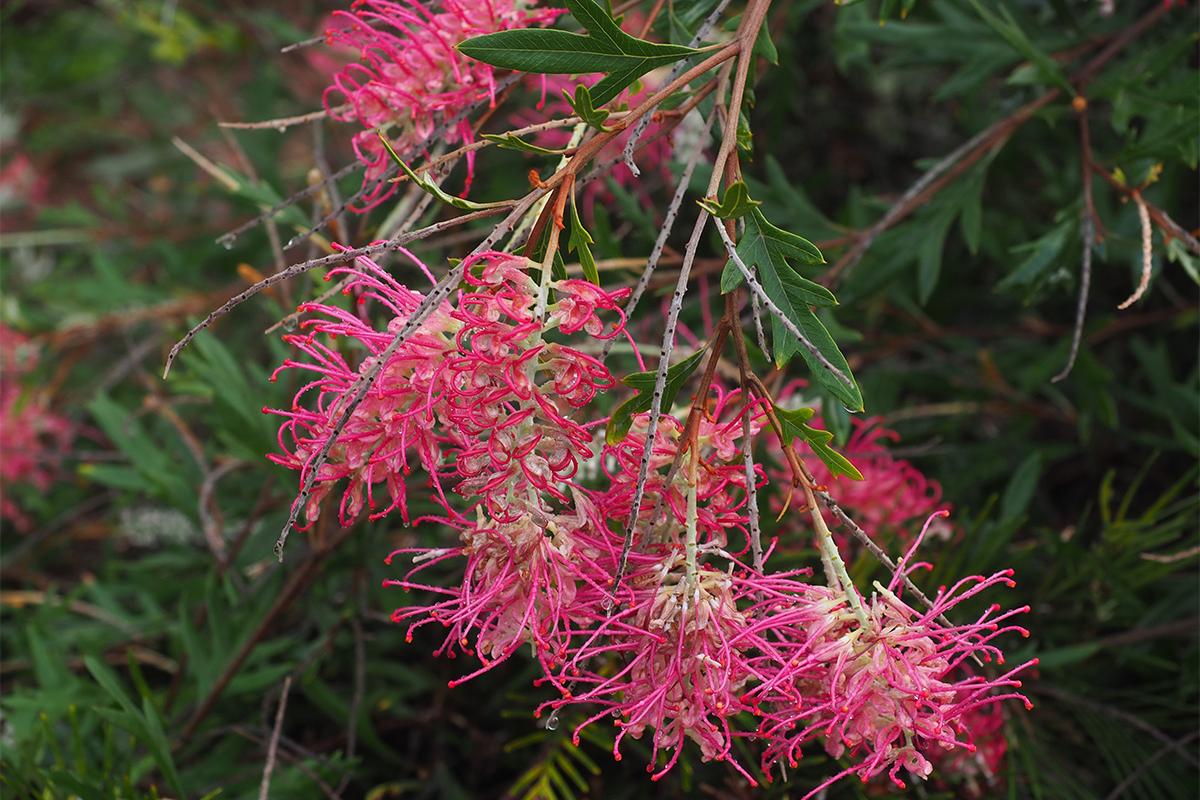 Grevillea 'Boorloo Moon' | Kings Park