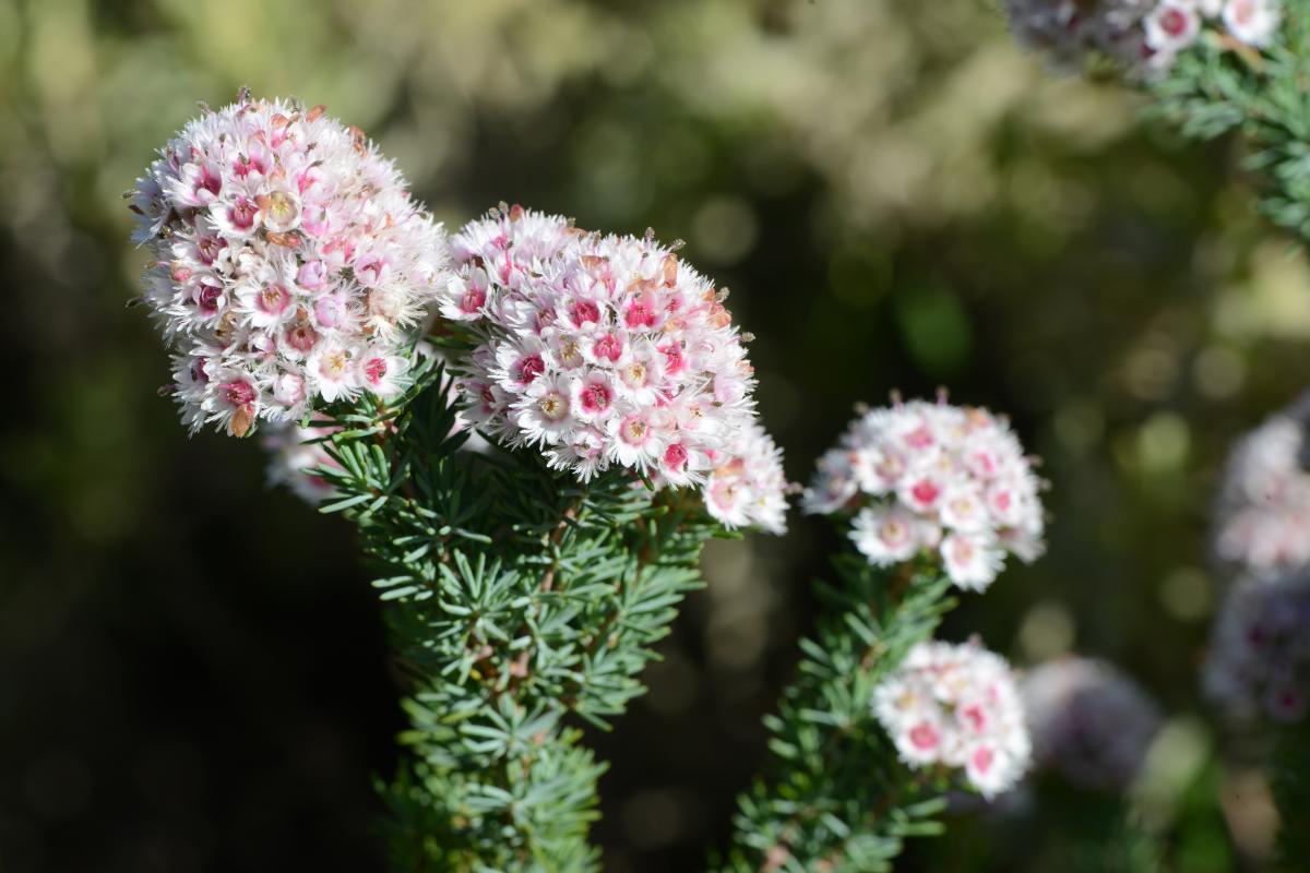 Verticordia plumosa | Kings Park