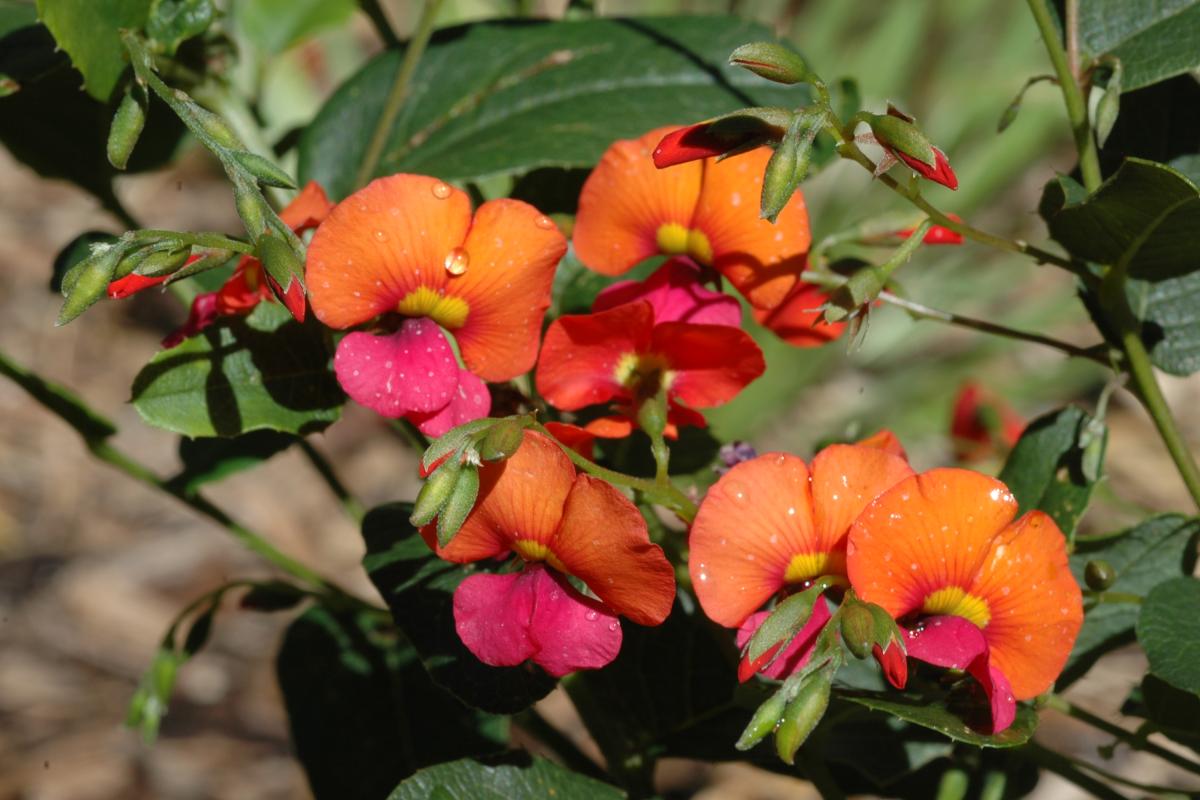 Chorizema cordatum | Kings Park