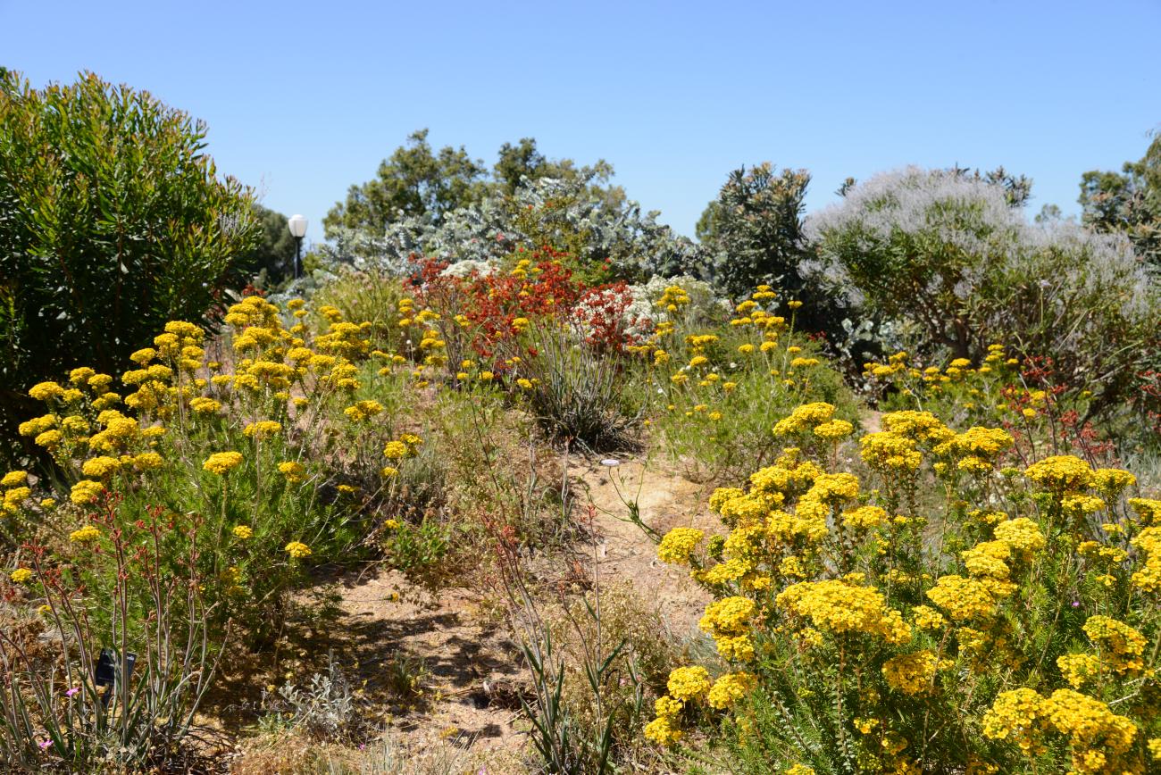 Verticordia Garden | Kings Park