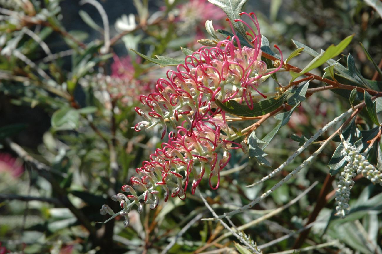 Grevillea 'Boorloo Moon' | Kings Park