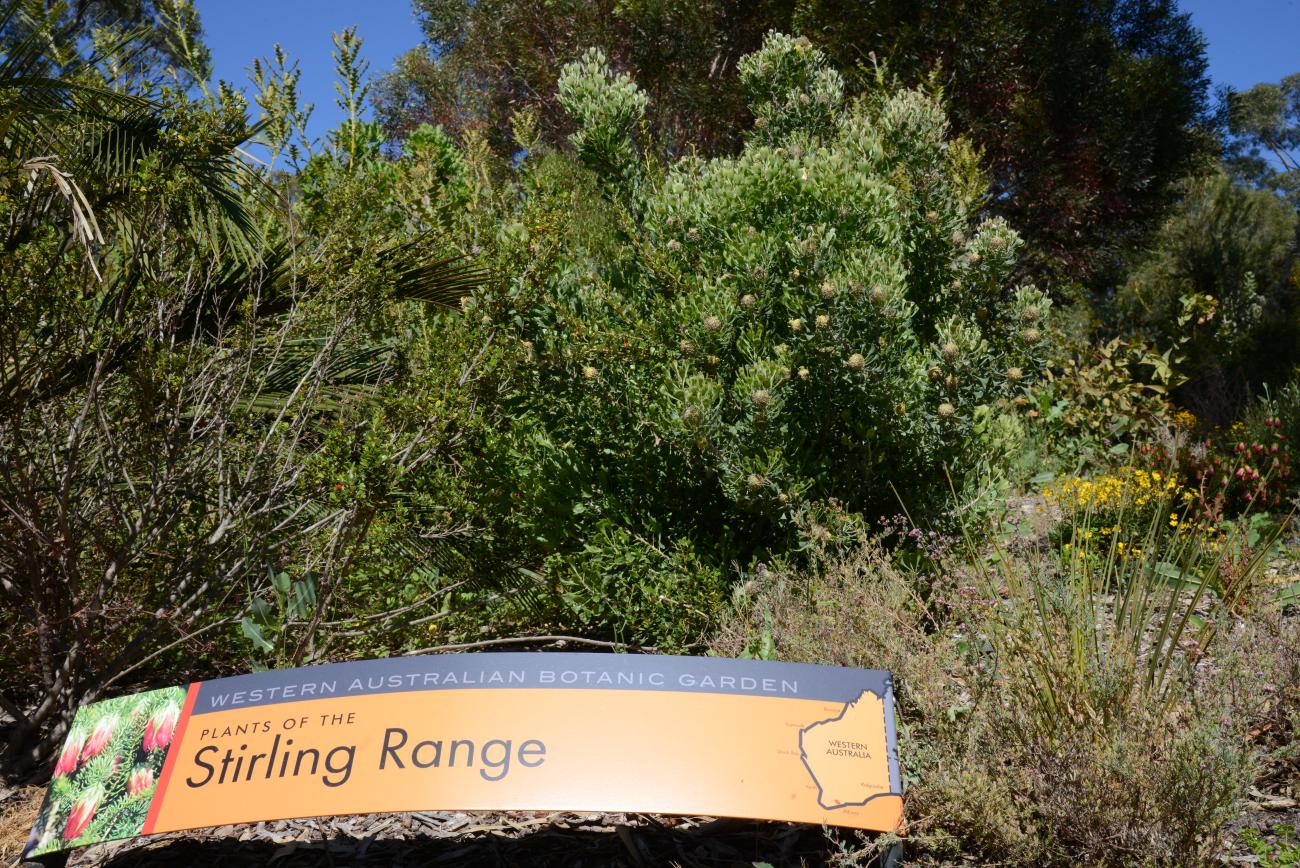 Stirling Range Garden | Kings Park