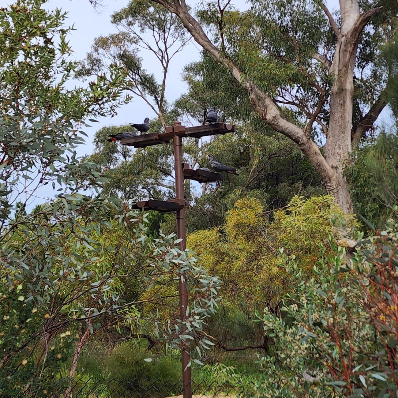 New bird waterer a hit with feathered friends | Kings Park
