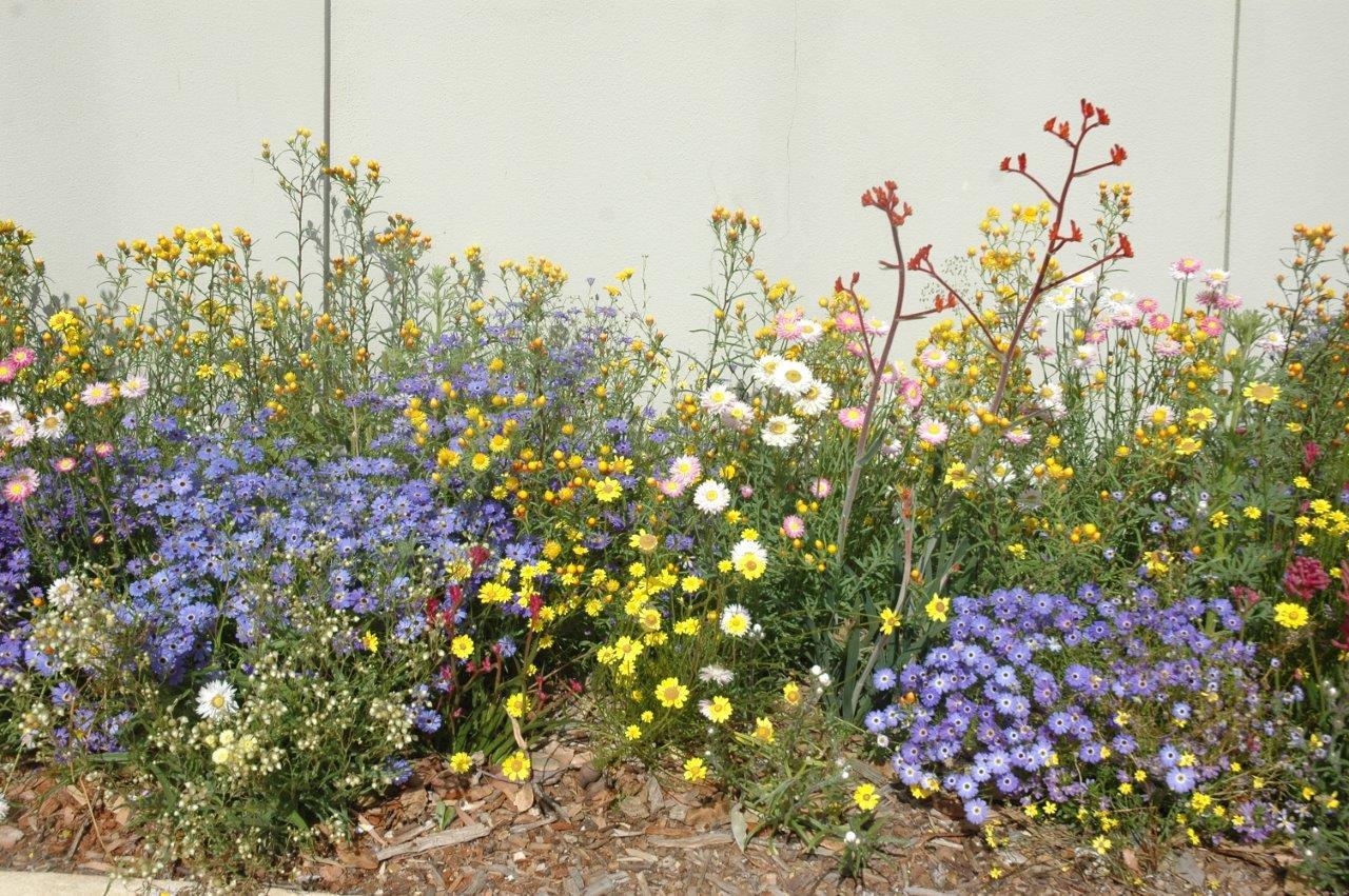 Gardening with Ephemerals | Kings Park