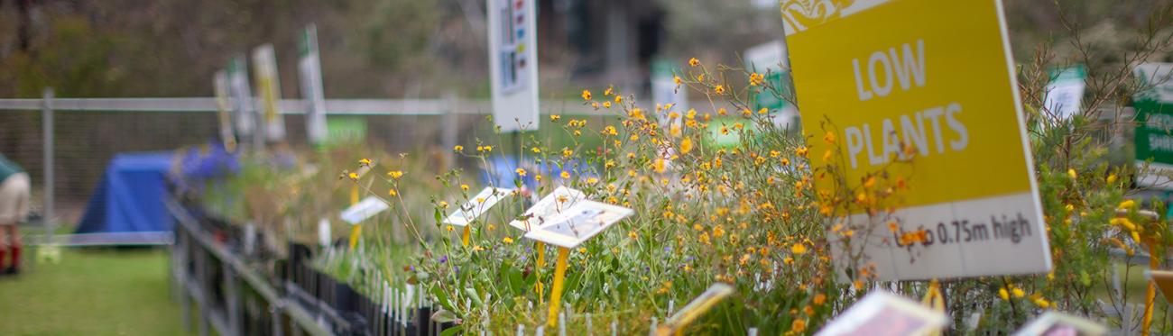 Friends of Kings Park Plant Sales | Kings Park