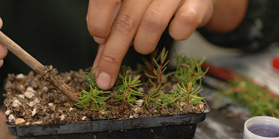 Plants from Plants - Propagation Workshop | Kings Park