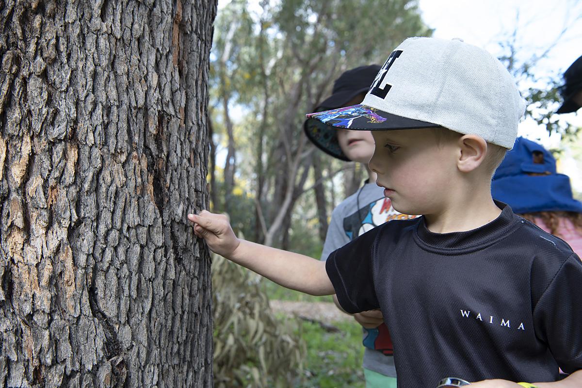 Treemendous Tree Trail | Kings Park