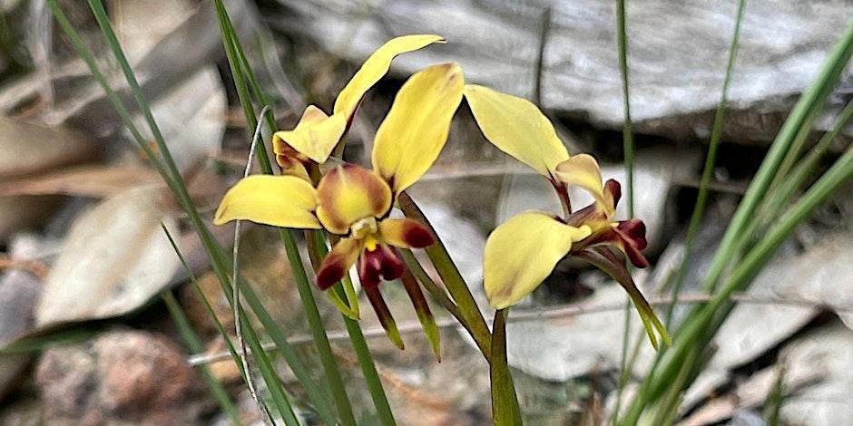 Awesome Orchids | Kings Park