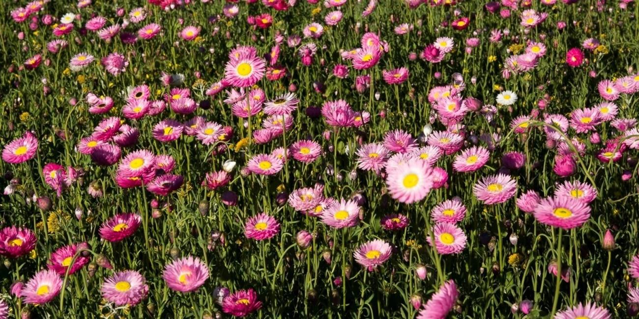 Friends of Kings Park Festival Address | Kings Park