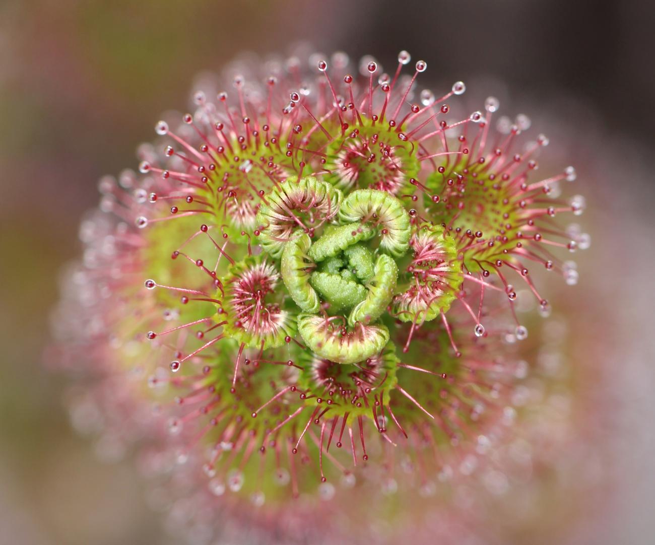 Flowers in Focus 2024 Winners Announced | Kings Park