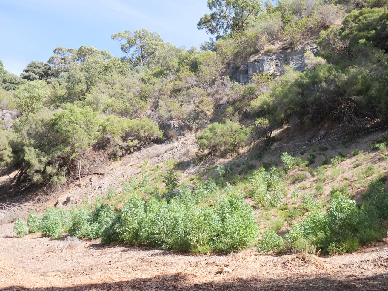 Securing the scarp for the future | Kings Park
