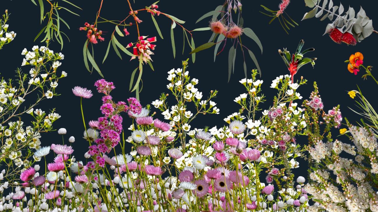 Celebrating 60 years of the WA Botanic Garden – A State Buildings ...