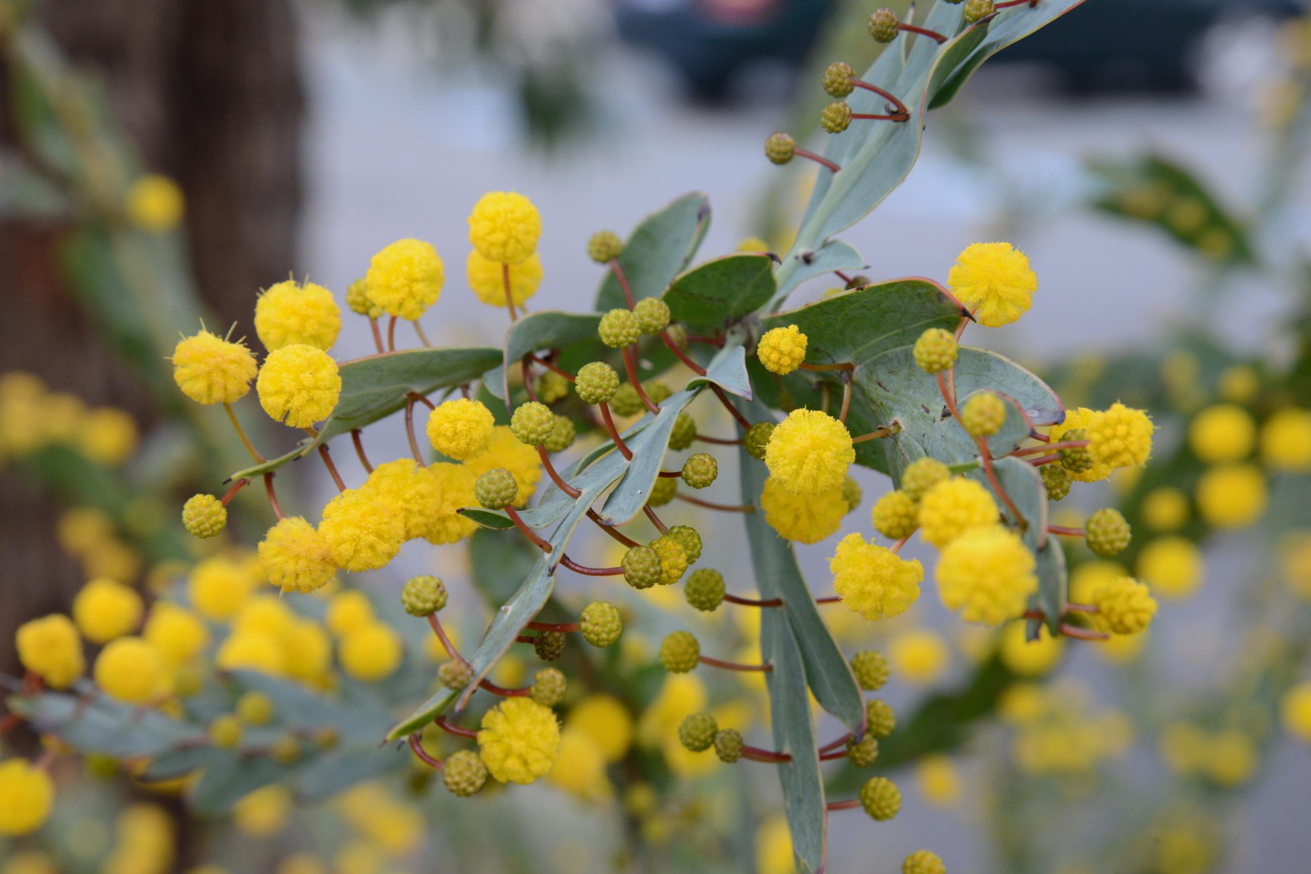 Acacia glaucoptera | Kings Park