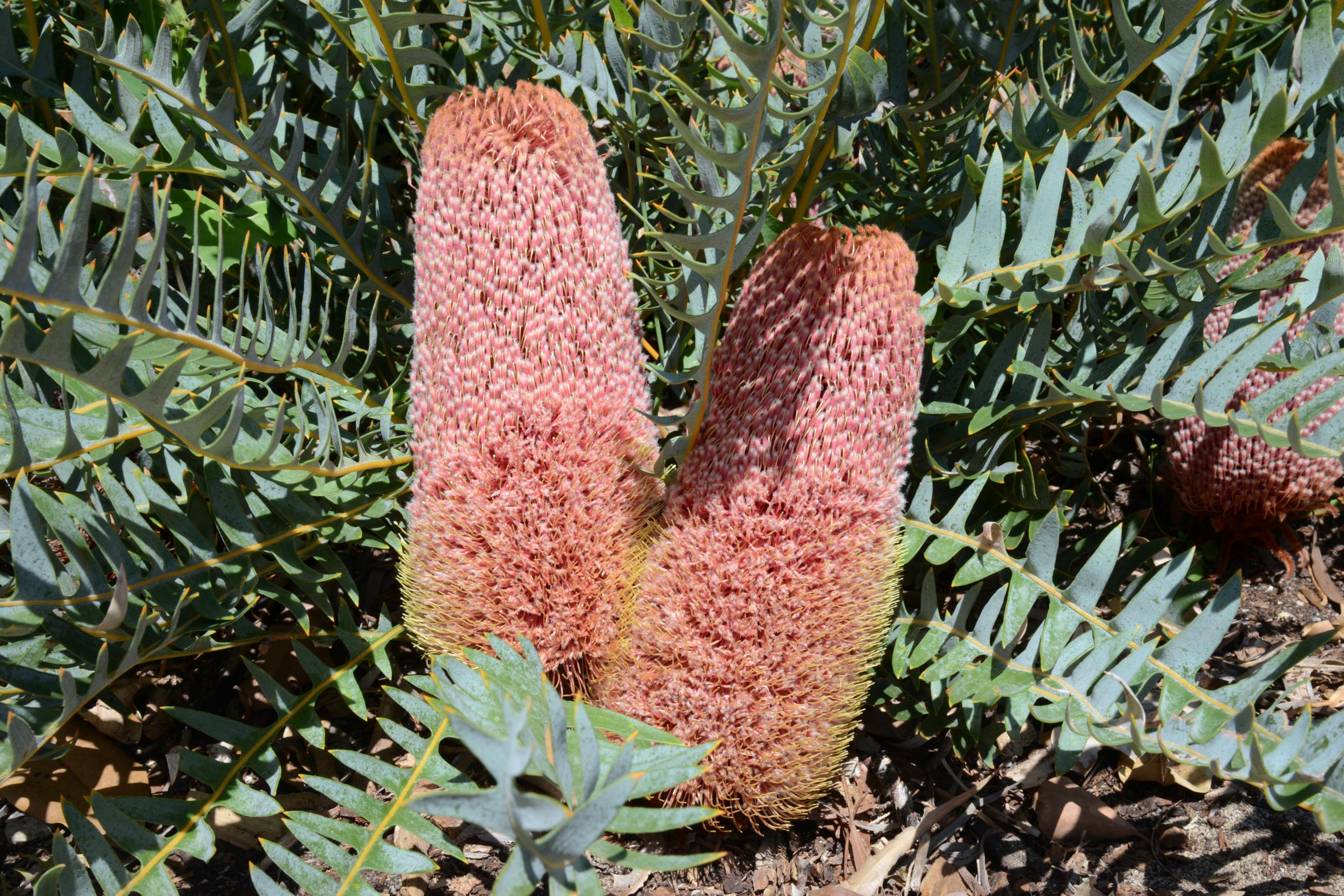 Banksia blechnifolia | Kings Park
