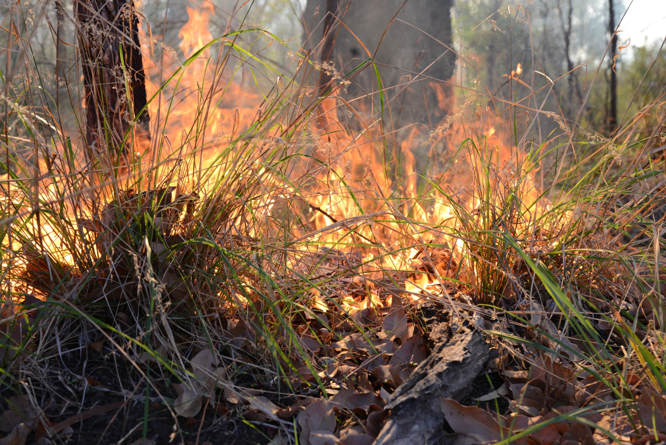 Fire ecology research | Kings Park