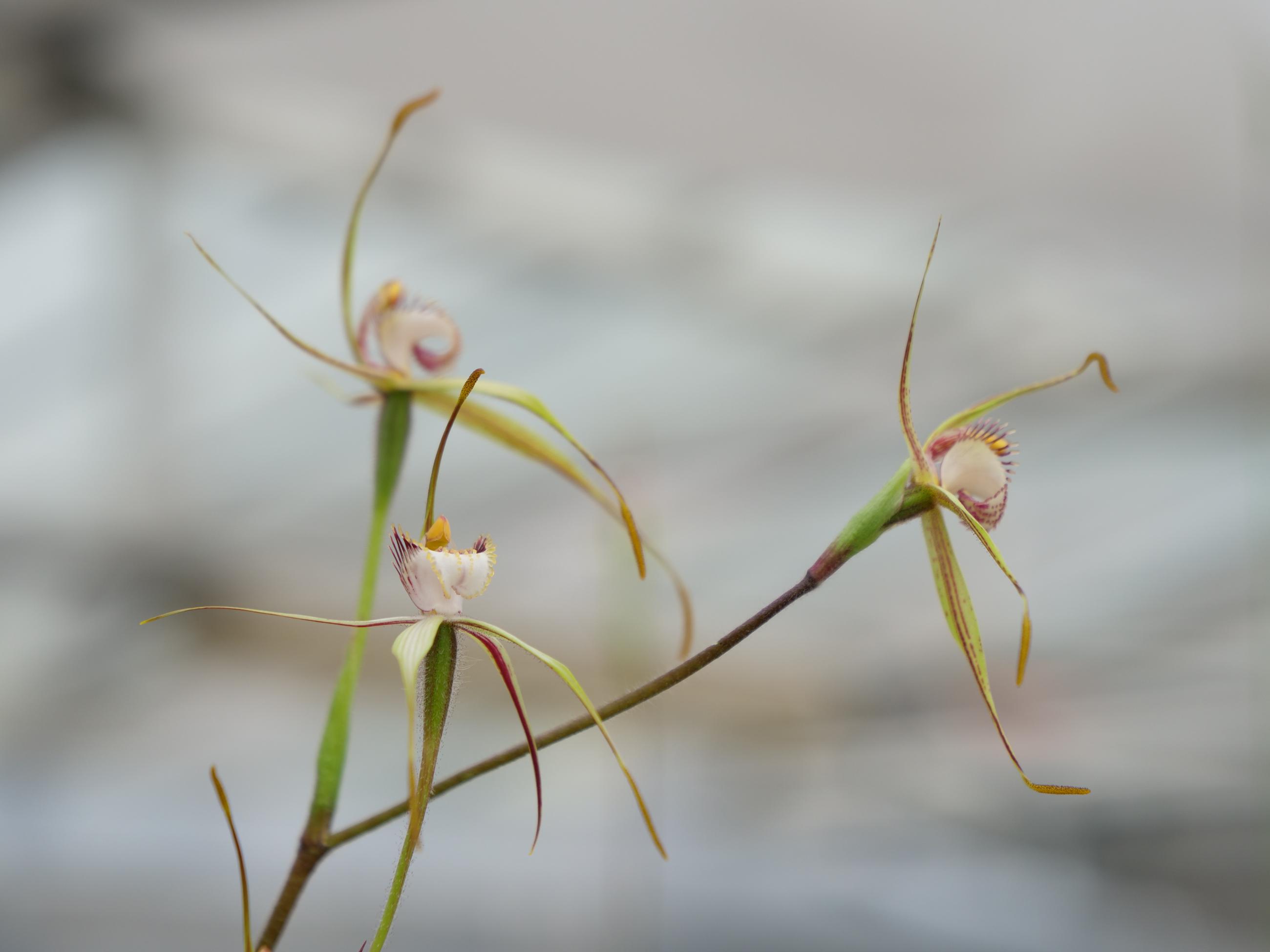 Orchid conservation program | Kings Park
