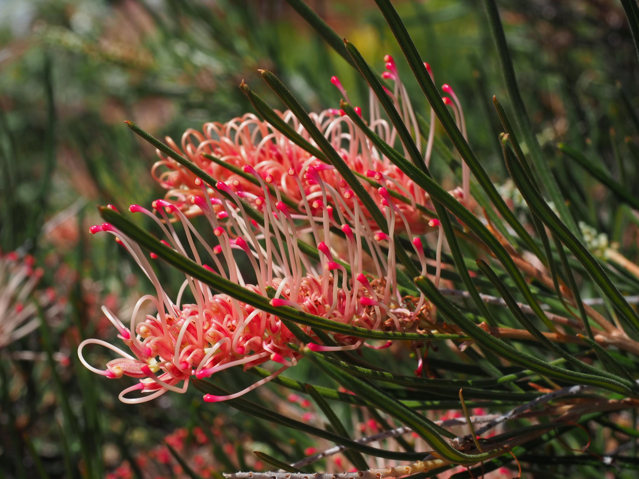 Grevillea 'Aphrodite's Dream' | Kings Park
