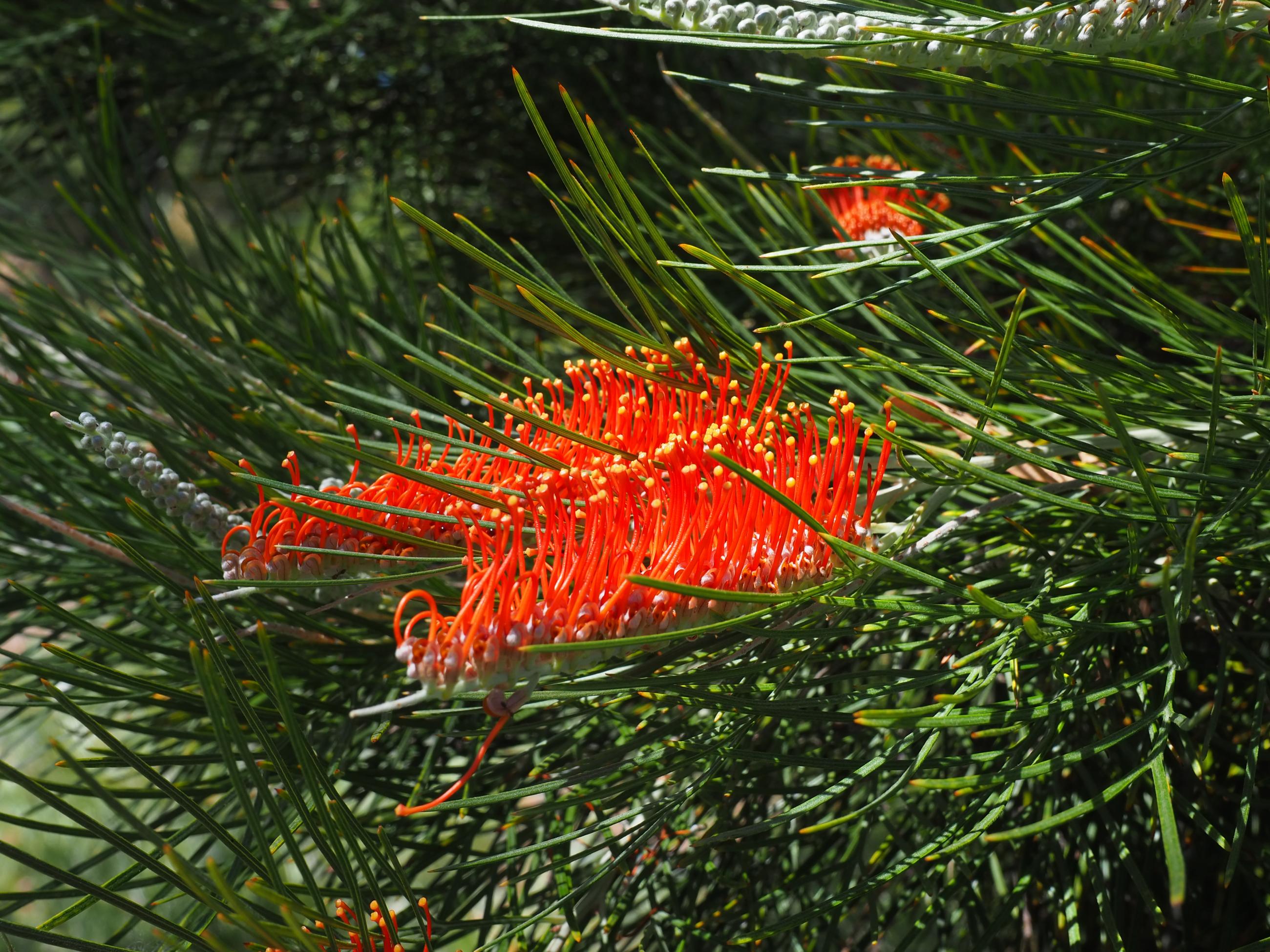 Grevillea 'City Lights' | Kings Park