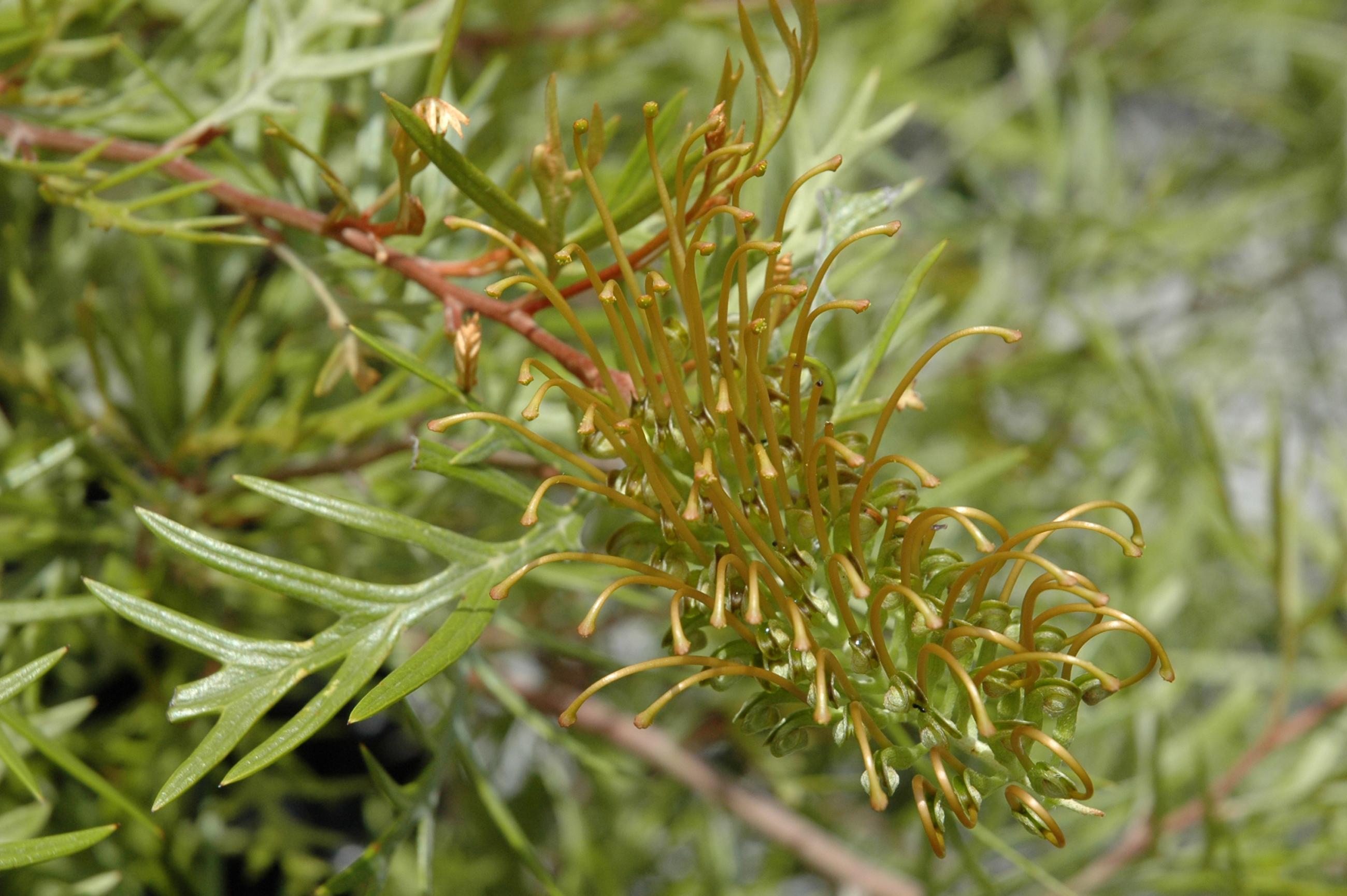 Grevillea 'Coverall' | Kings Park
