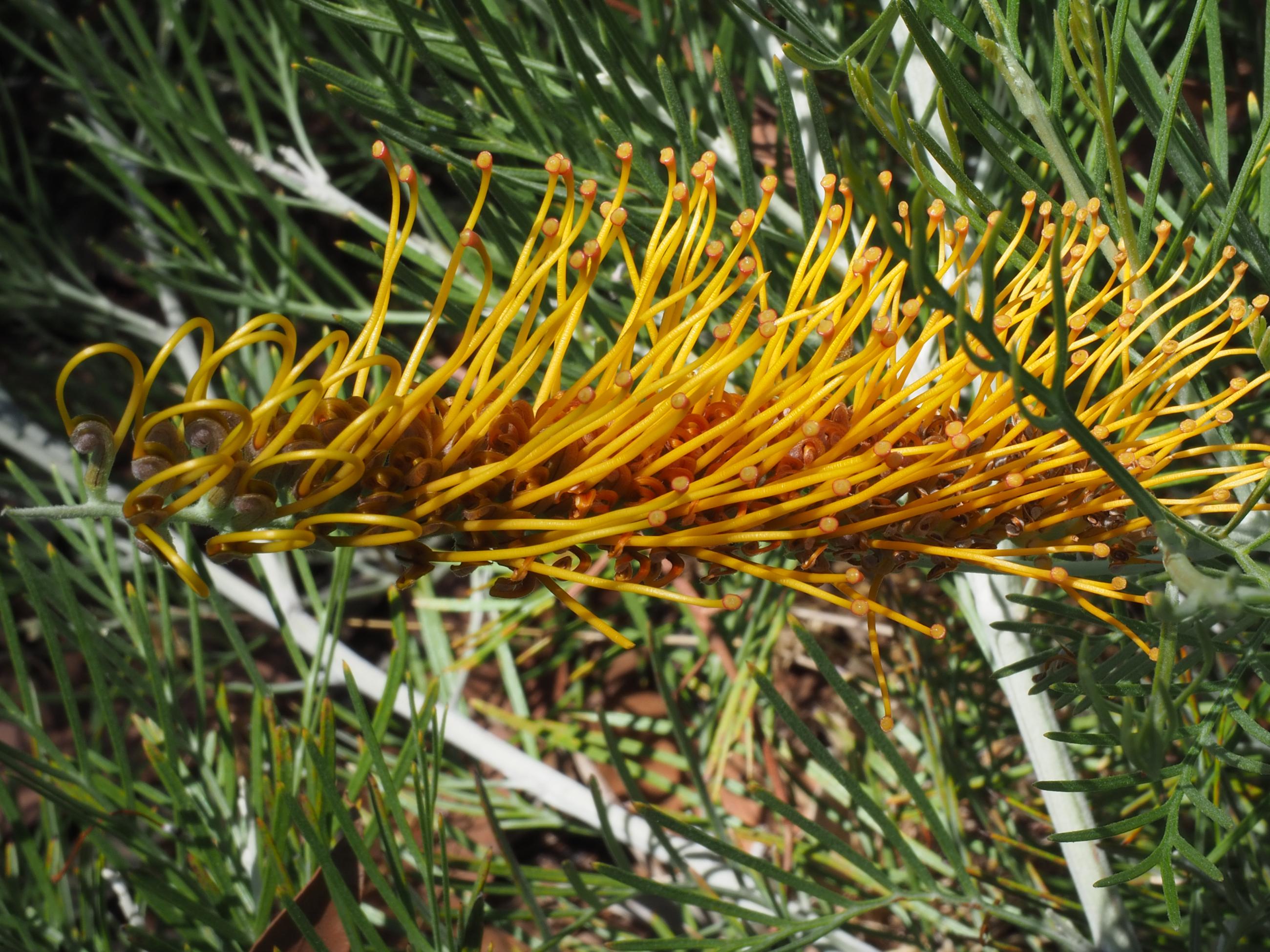 Grevillea 'Honey Moon' | Kings Park