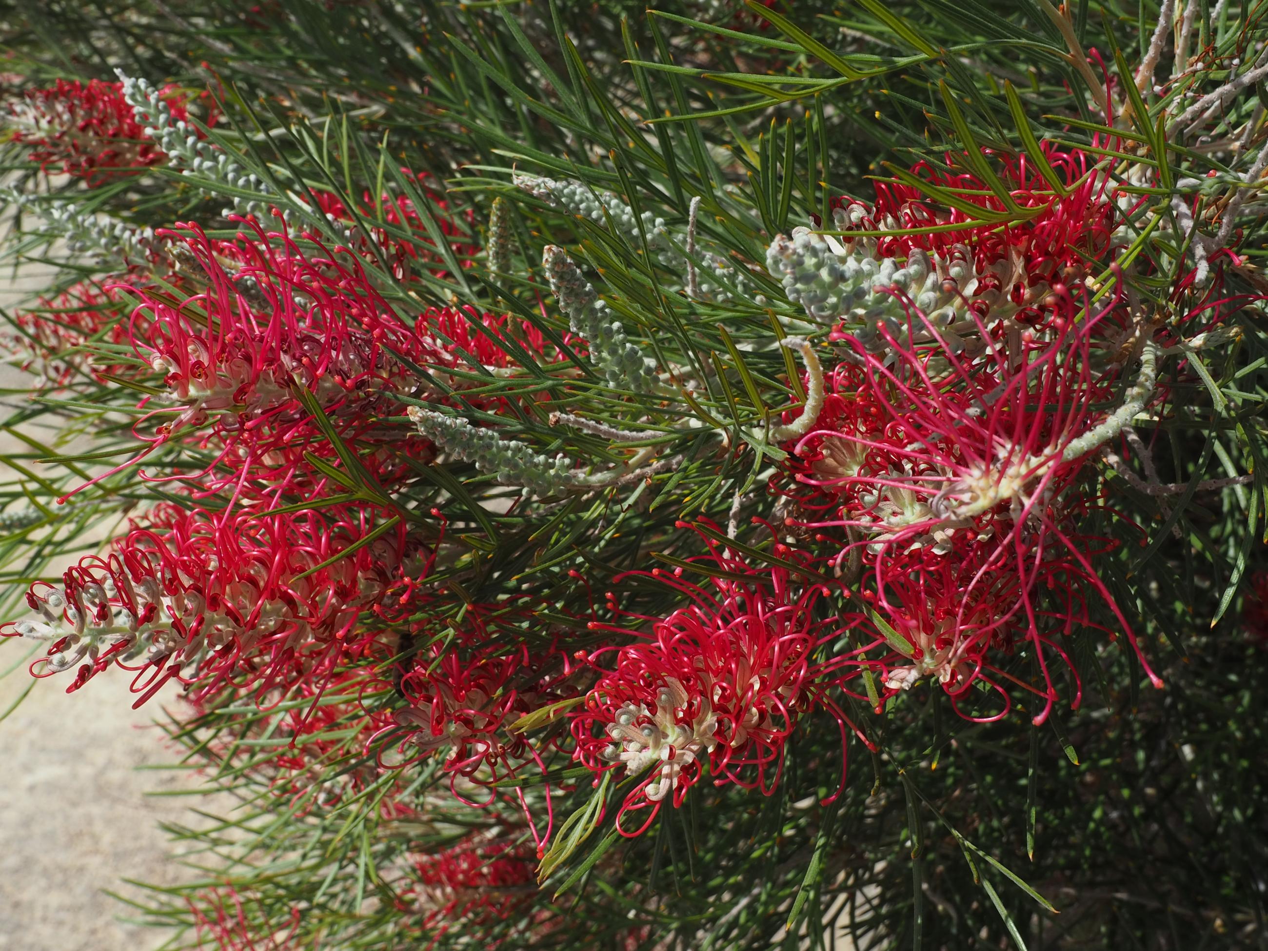 Grevillea 'Karijini Moon' | Kings Park