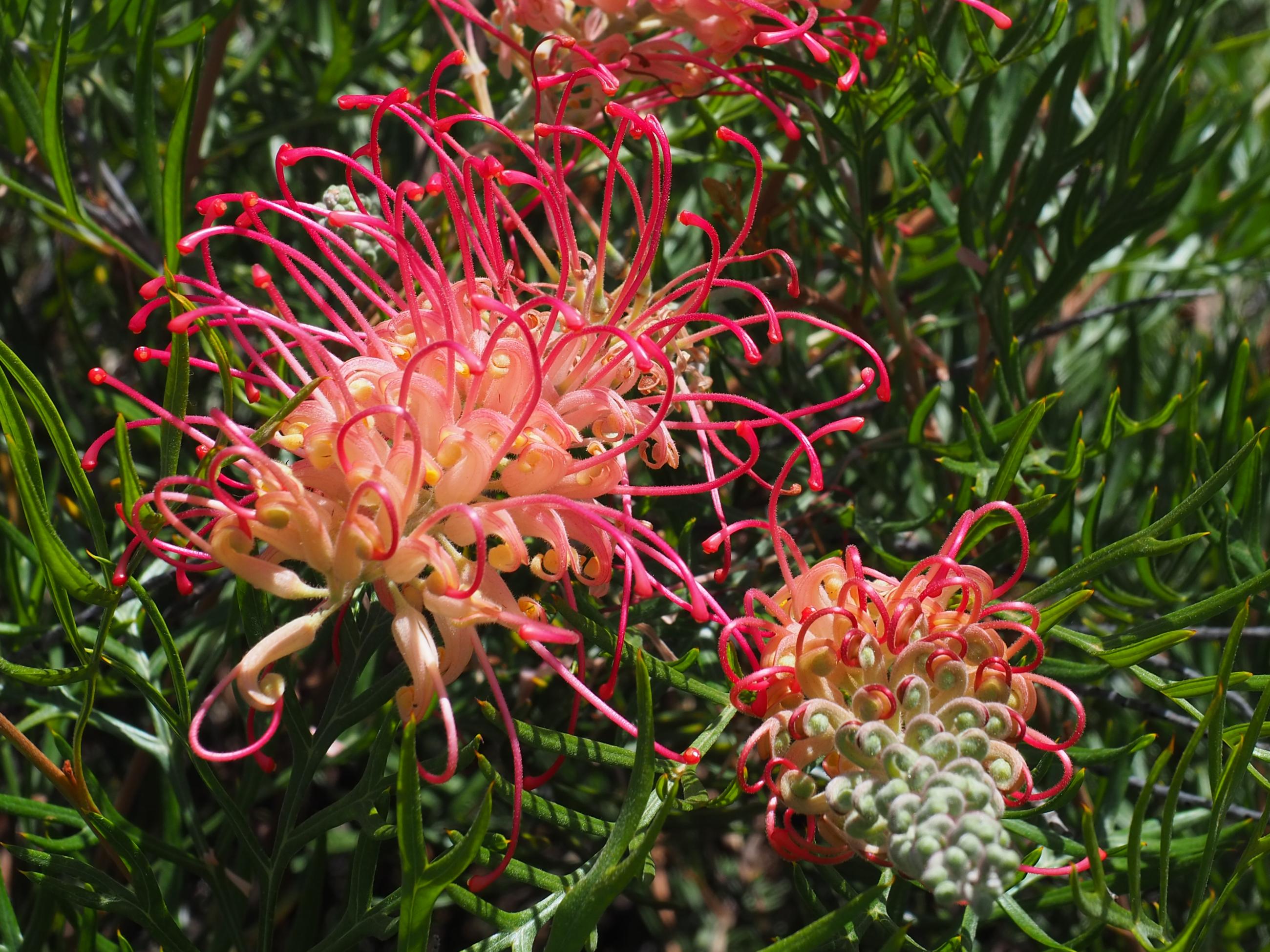 Grevillea 'Pink Profusion' | Kings Park