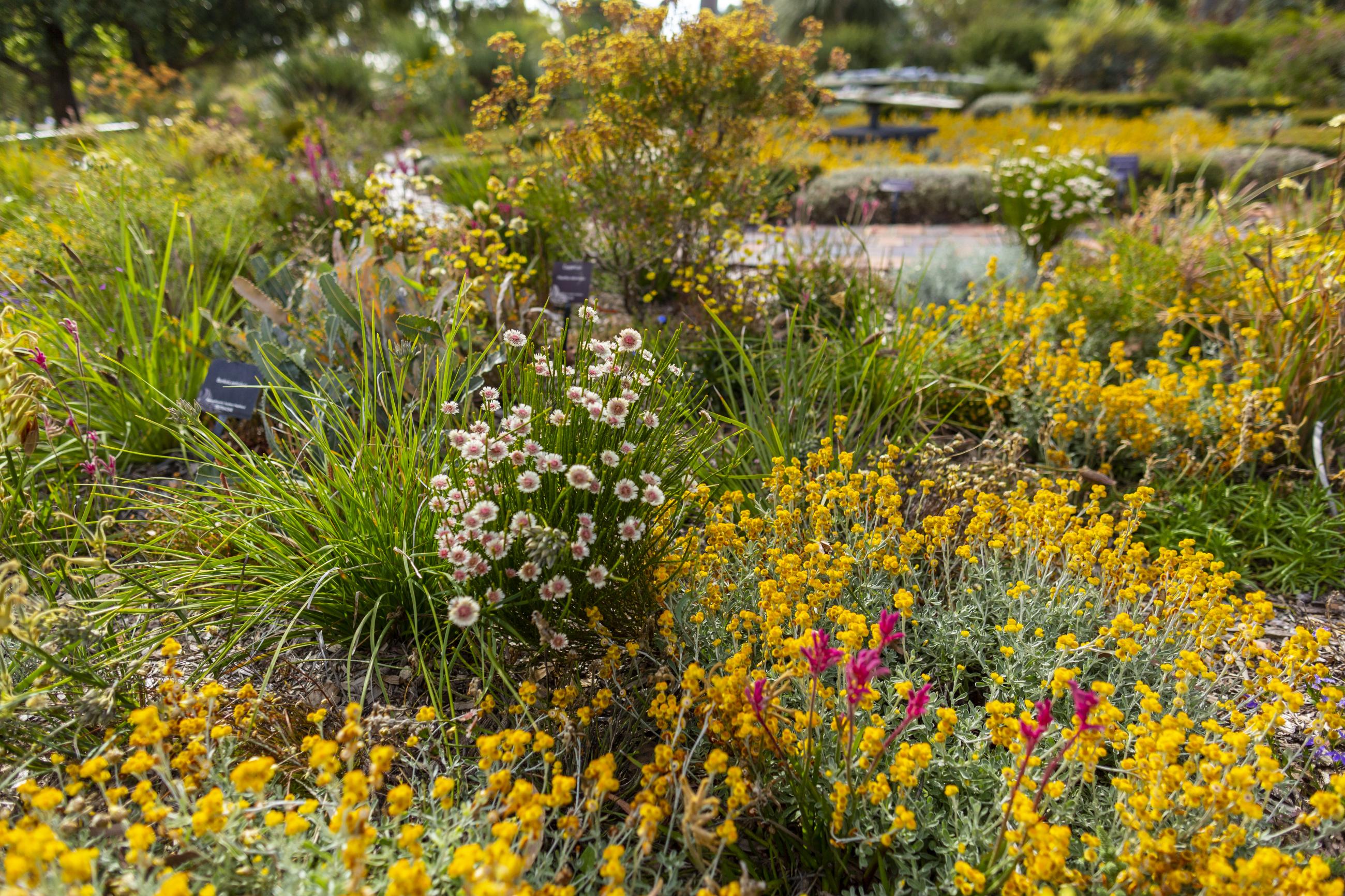 Native Gardens for Beginners | Kings Park