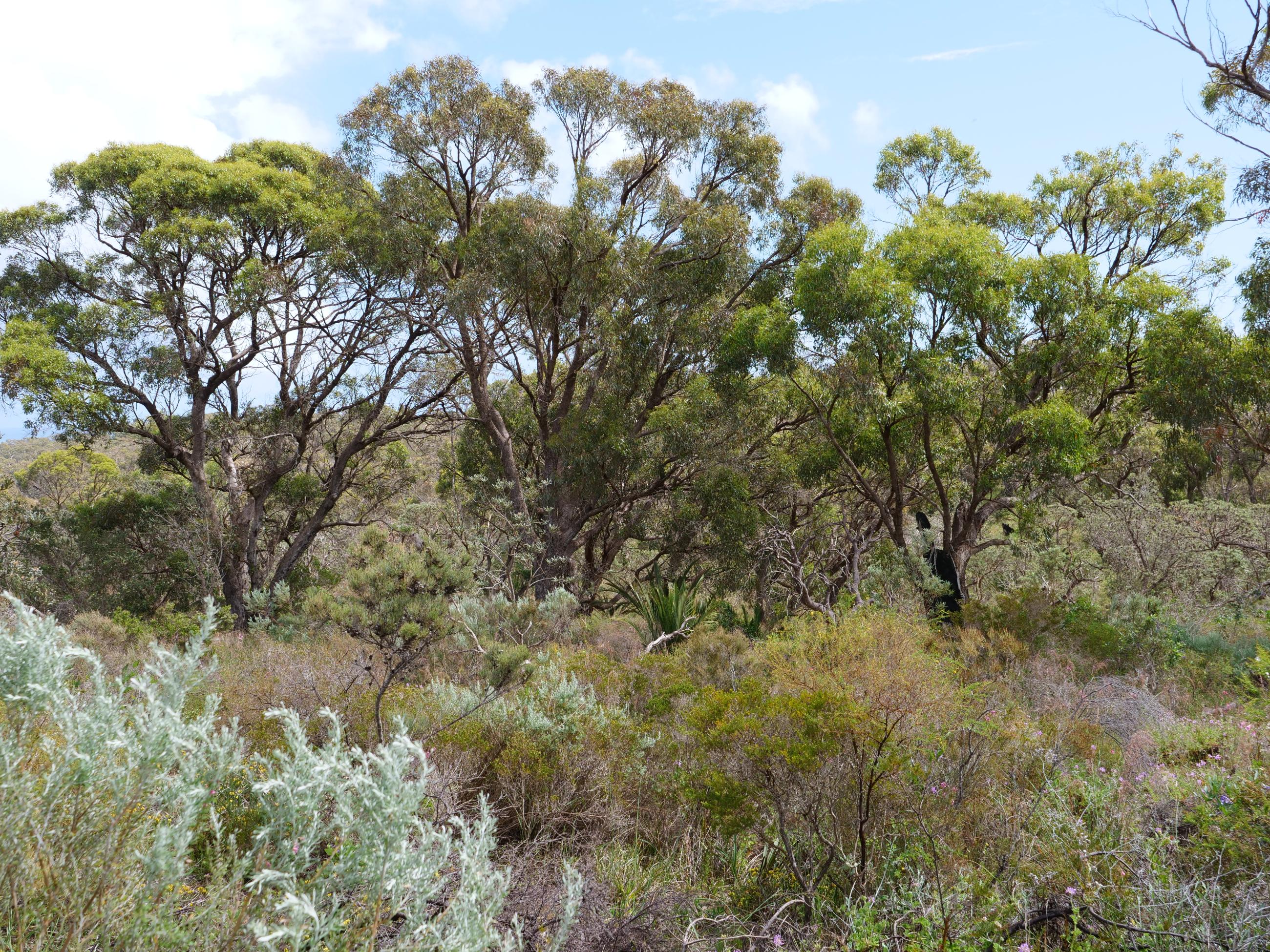 Trees of Bold Park | Kings Park