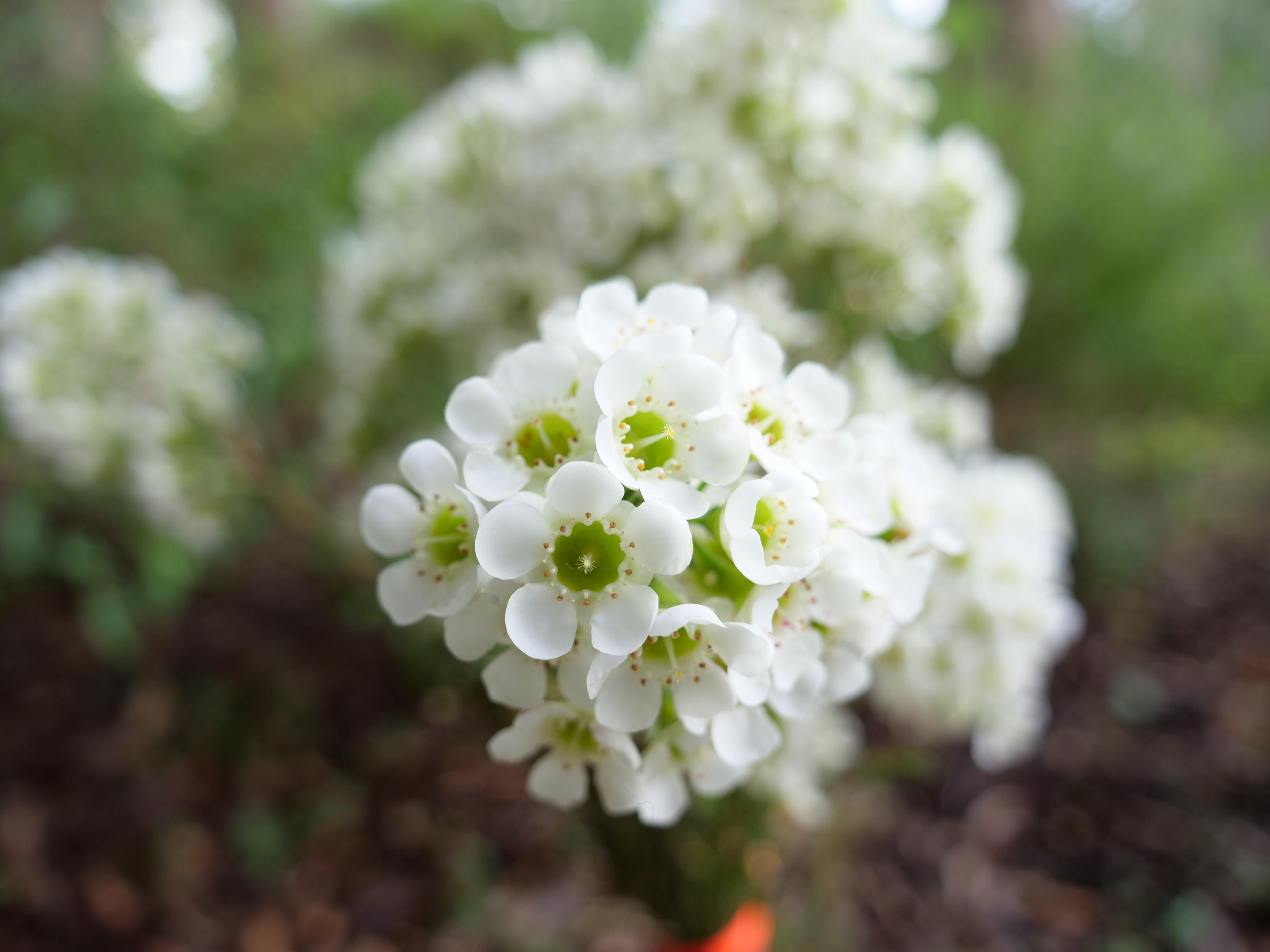 Chamelaucium 'Ice Queen' | Kings Park