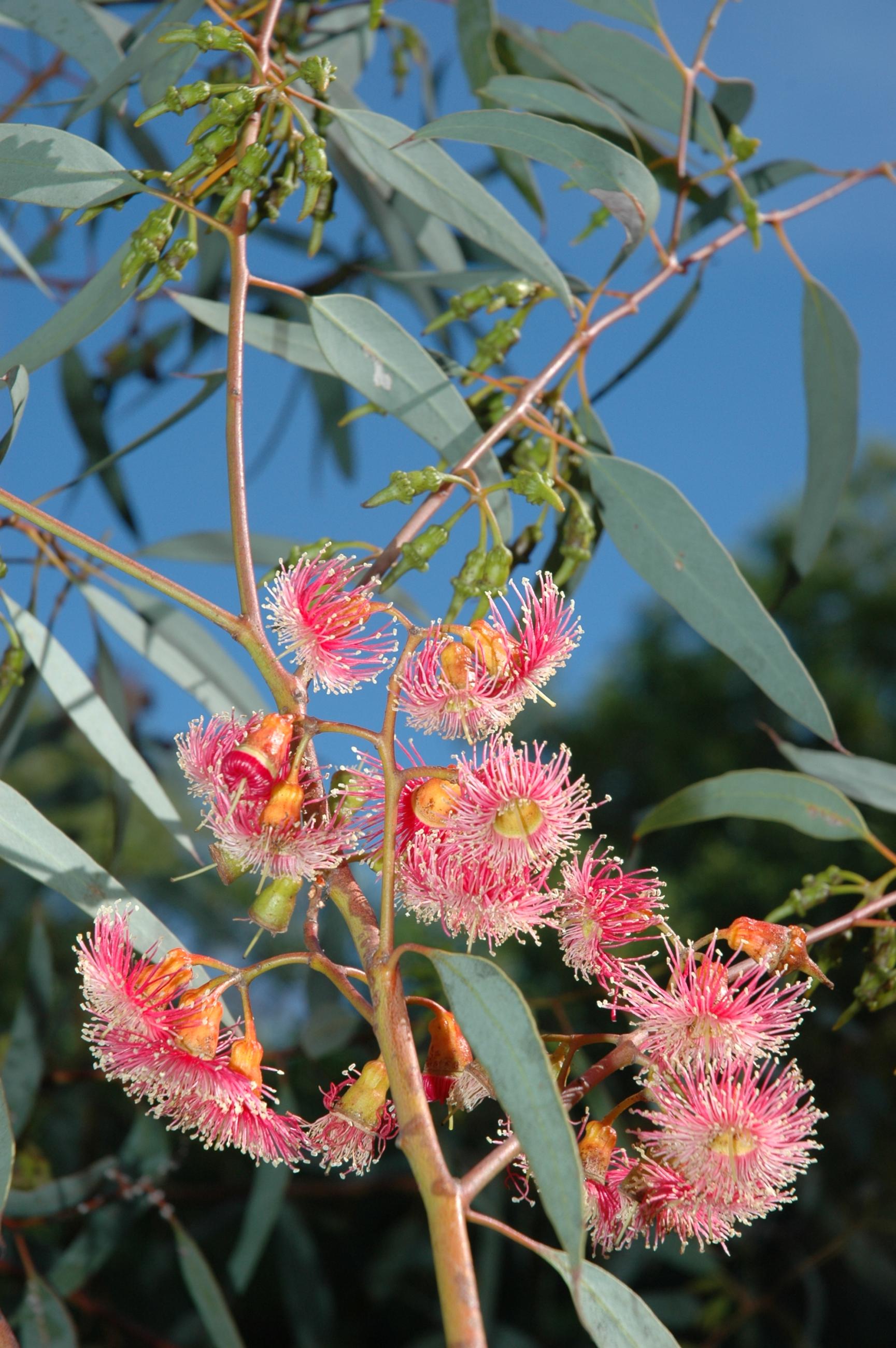 Eucalyptus torquata | Kings Park