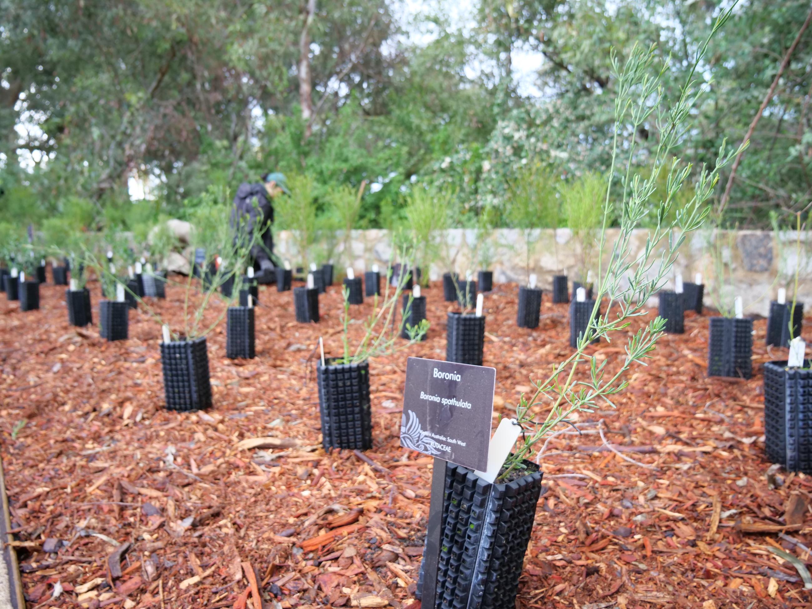 Right plant, right place | Kings Park