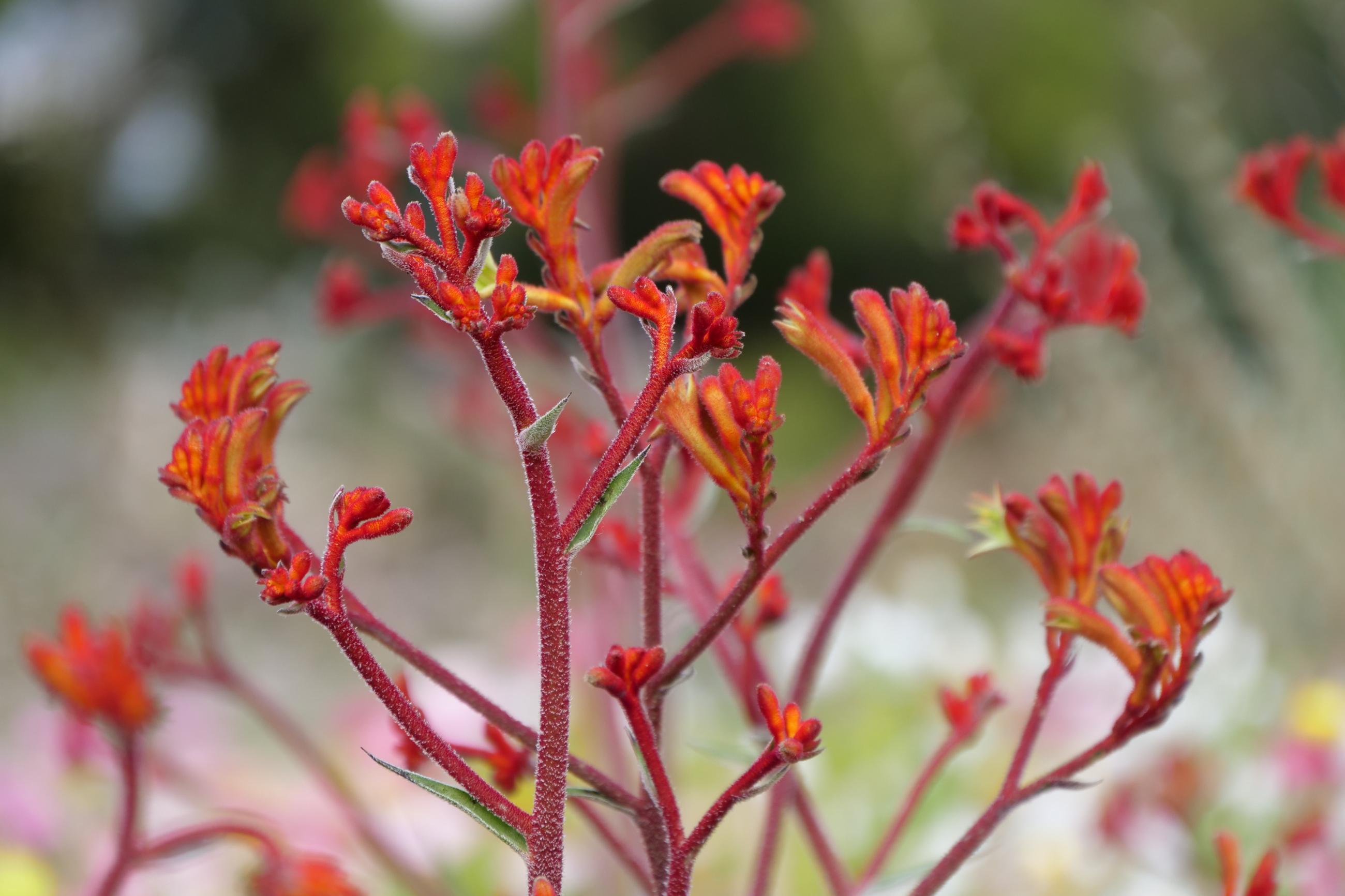 Kangaroo Paw collaboration an Australian-first | Kings Park