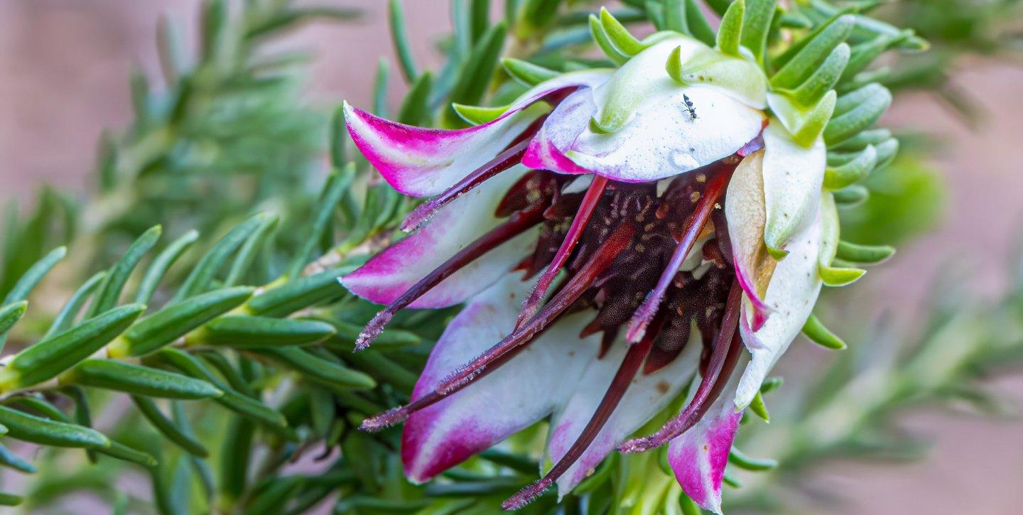Adaptations and Resilience of WA Flora | Kings Park