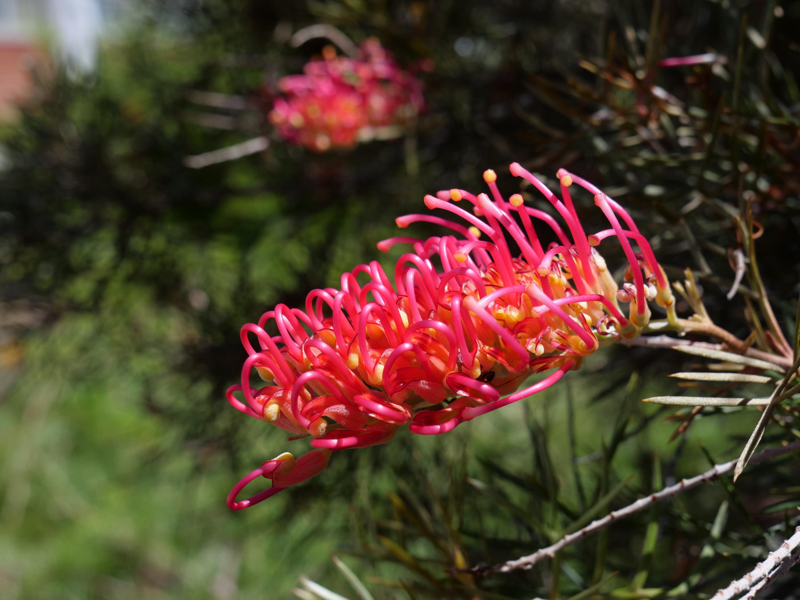 New plant releases celebrate WA’s spirited women | Kings Park