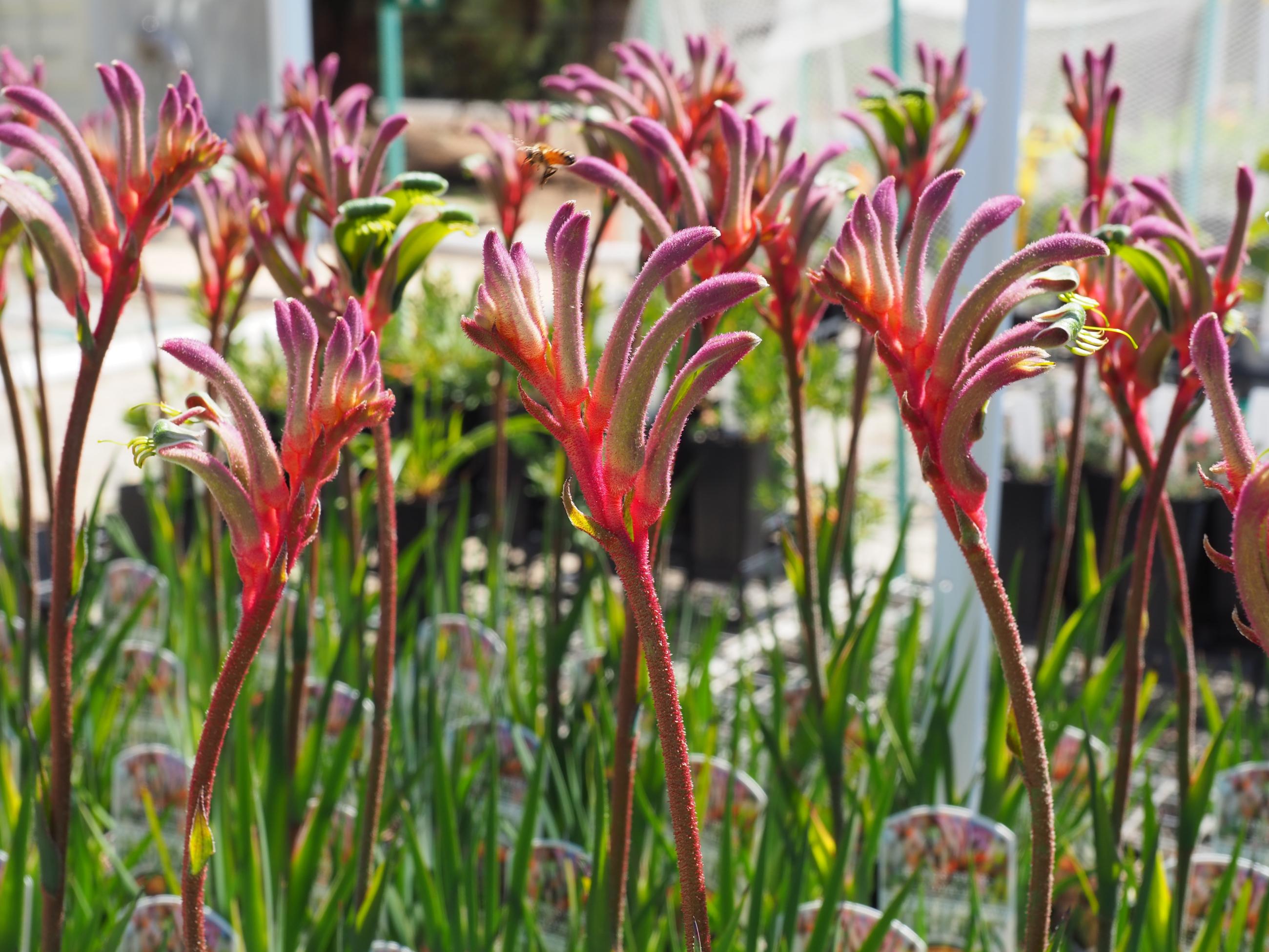 Anigozanthos 'Kings Park Royale' | Kings Park