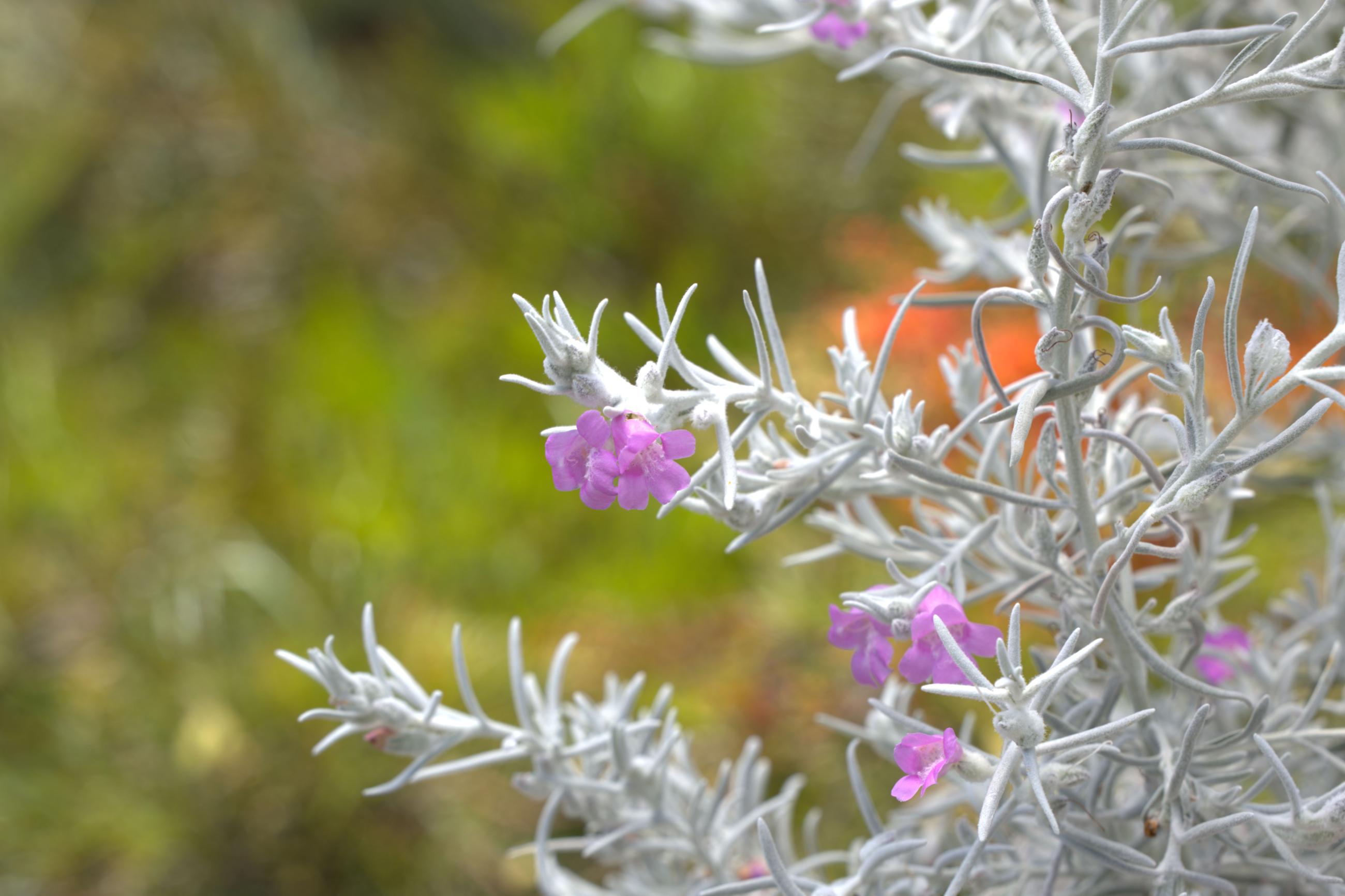 New plant from Kings Park turns backyards into conservation hubs ...