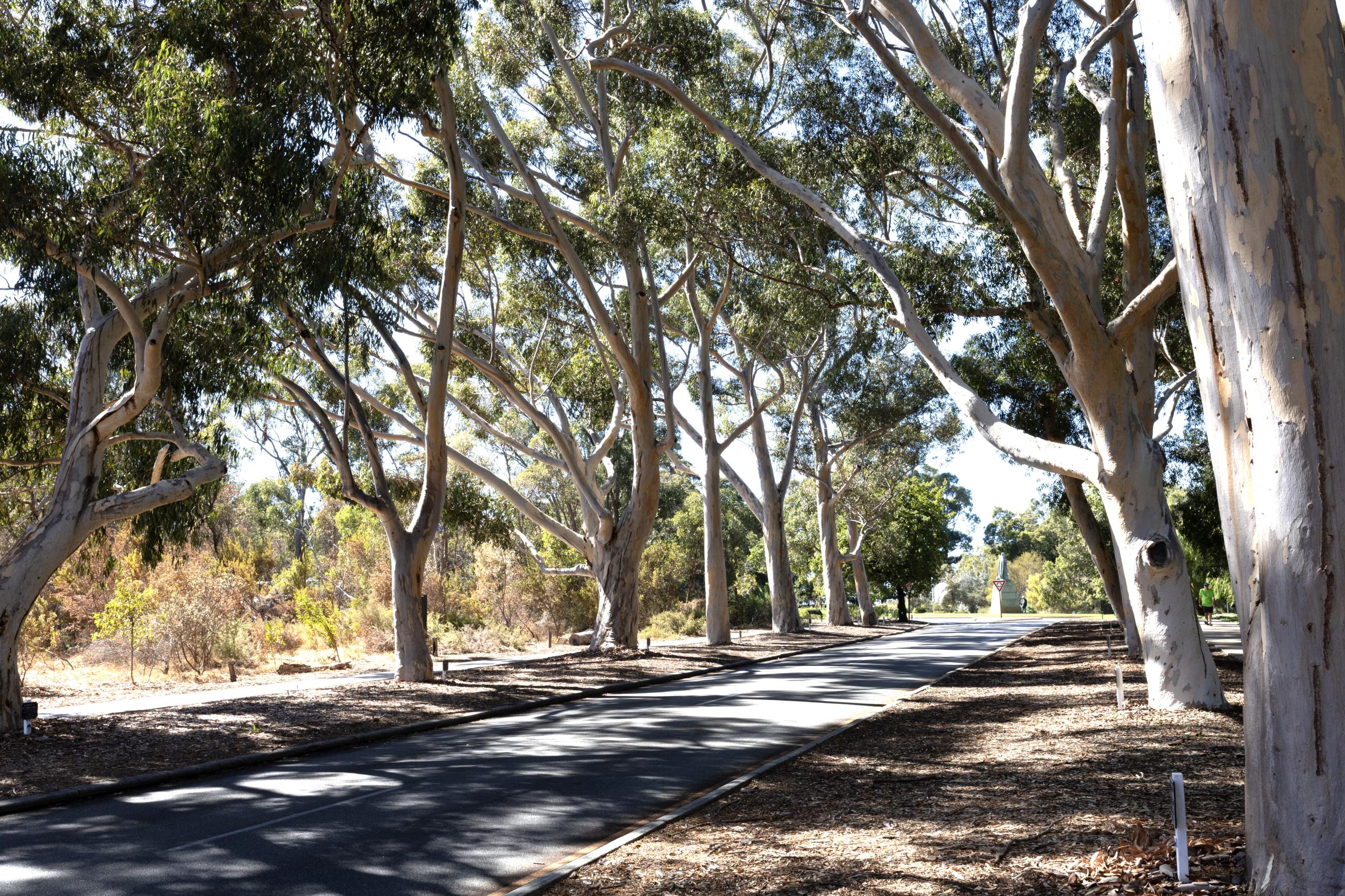 Event parking changes for the health of our trees | Kings Park