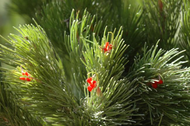 Adenanthos sericeus | Kings Park