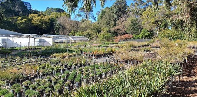 Behind the Scenes Nursery Tour | Kings Park