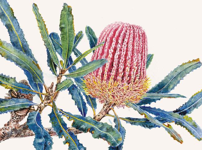 Botanical Watercolour Painting Workshop with Jane Li | Kings Park