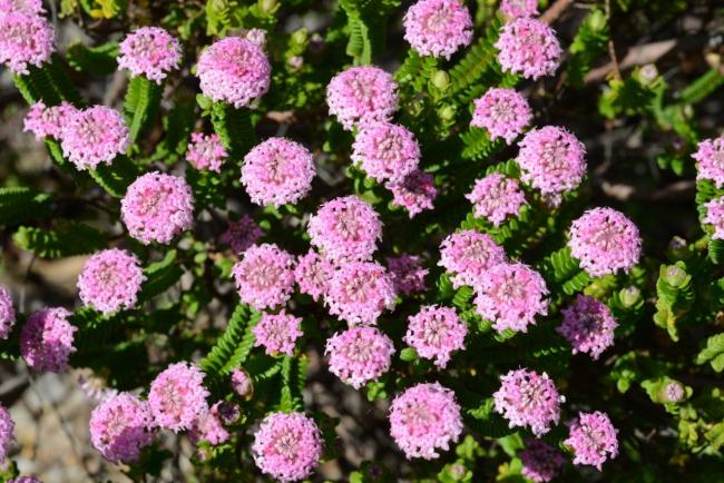 Pimelea ferruginea | Kings Park
