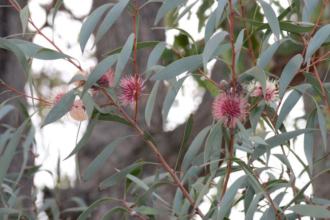 Kings Park launches plant range of ‘tried and true’ Favourites | Kings Park