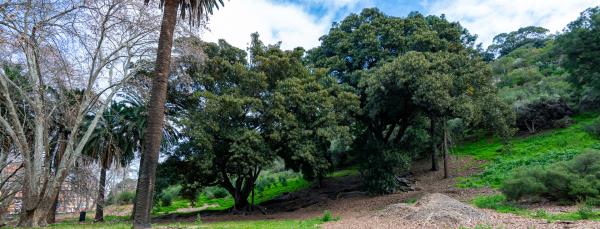 Mount Eliza Escarpment Project | Kings Park